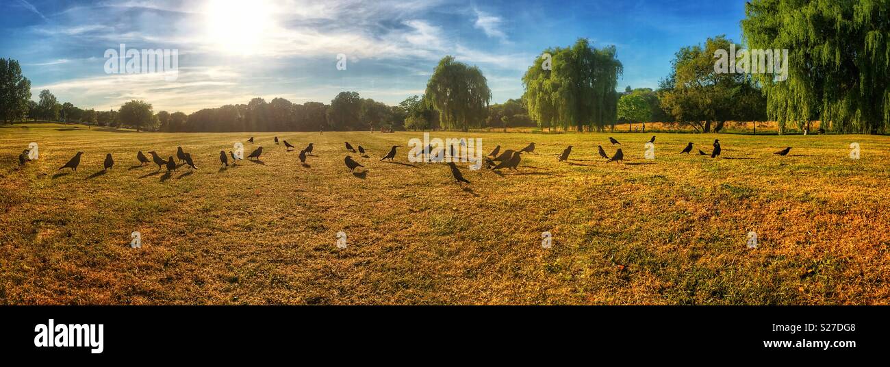 A murder of crows hi-res stock photography and images - Alamy