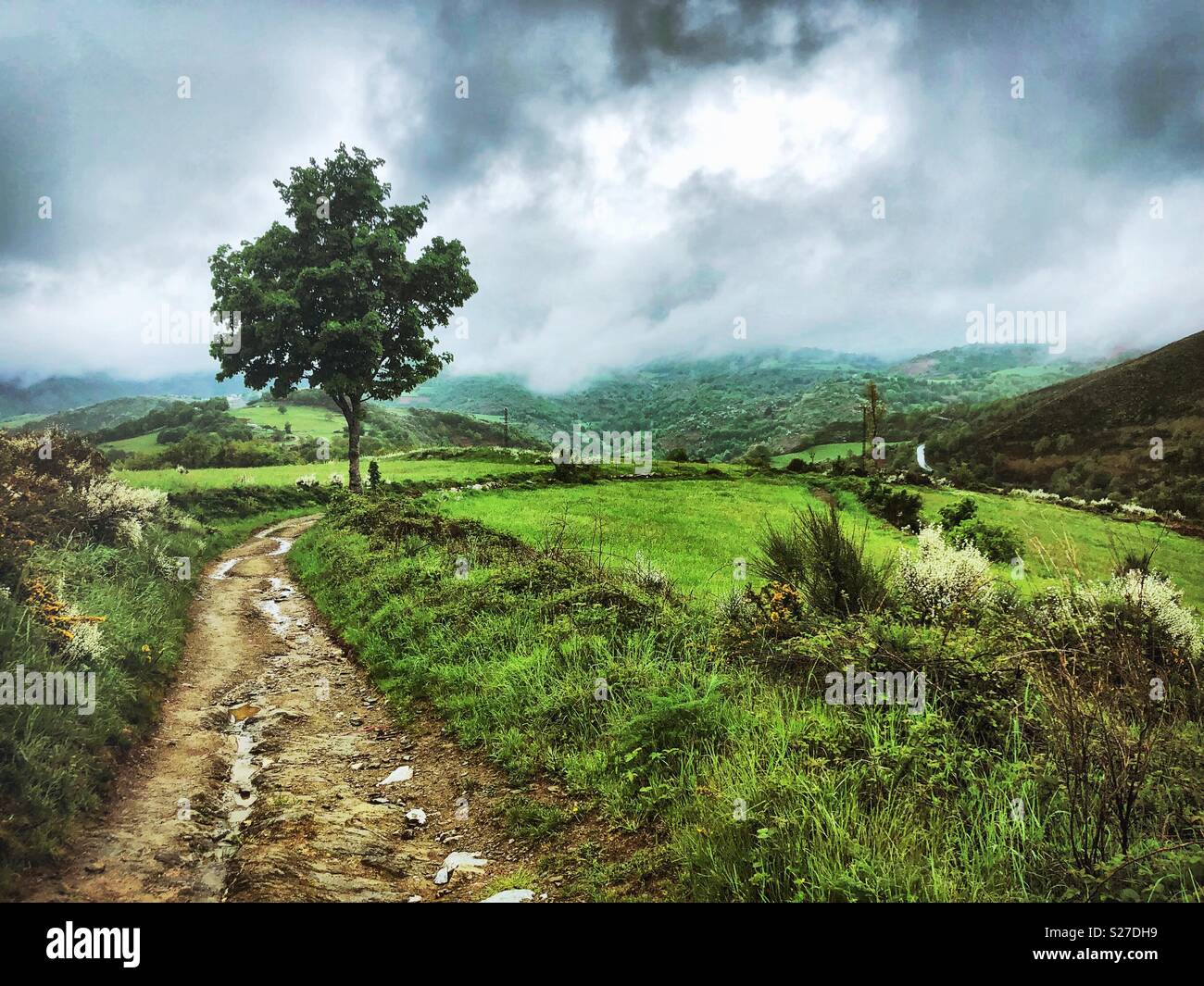Landscape view tree hi-res stock photography and images - Alamy