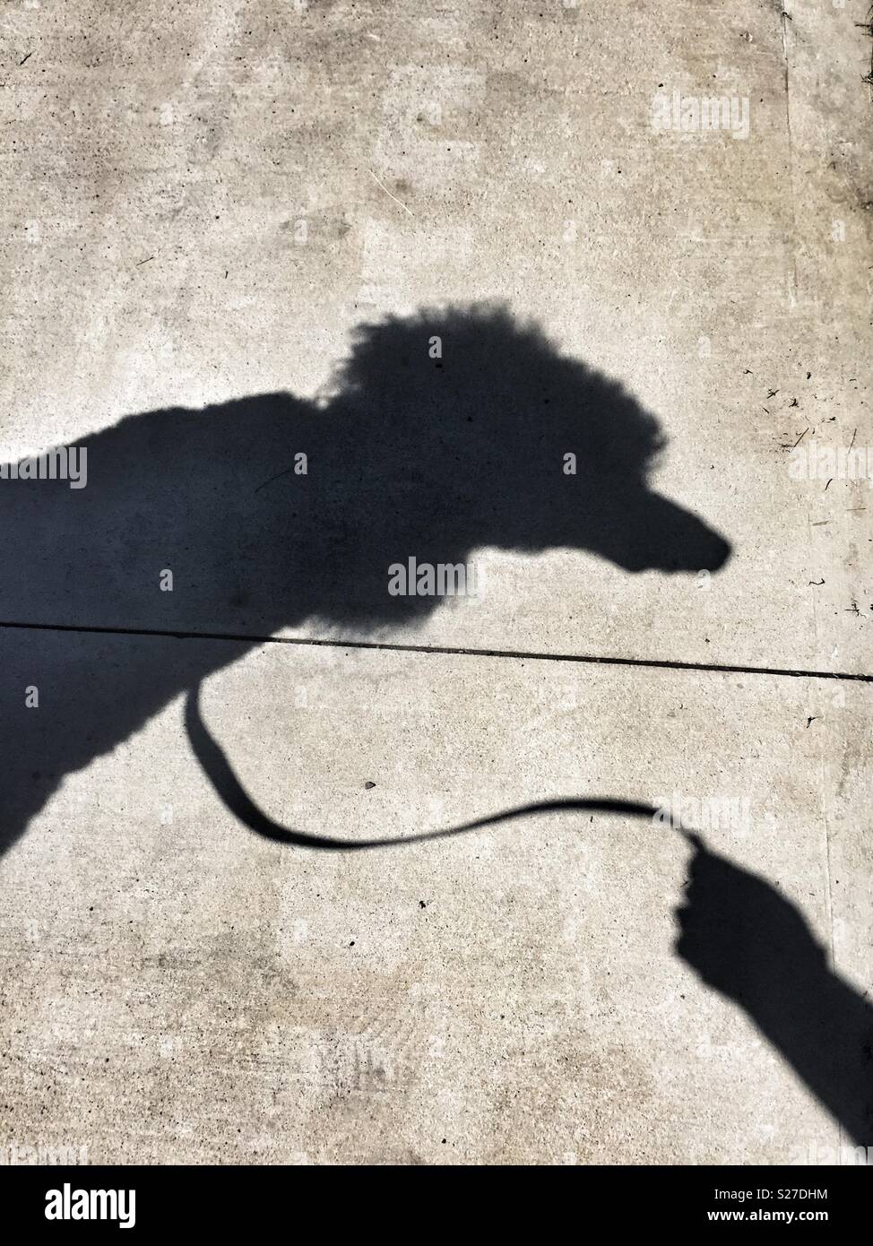 Shadow of dog on leash and hand holding leash Stock Photo - Alamy