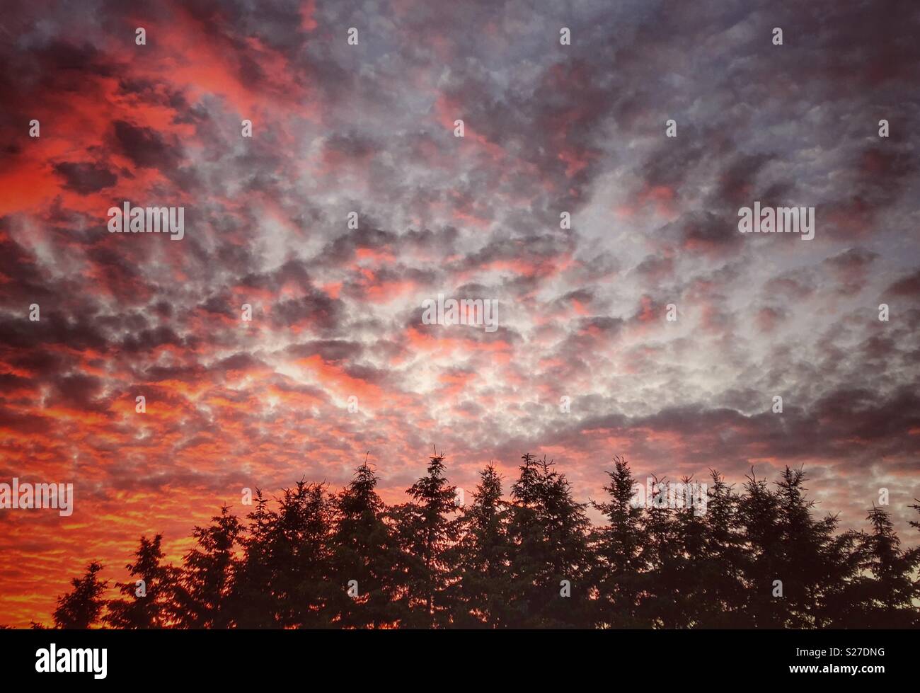 Stratocumulus clouds at sunset with bright pinks, reds and purples and ...