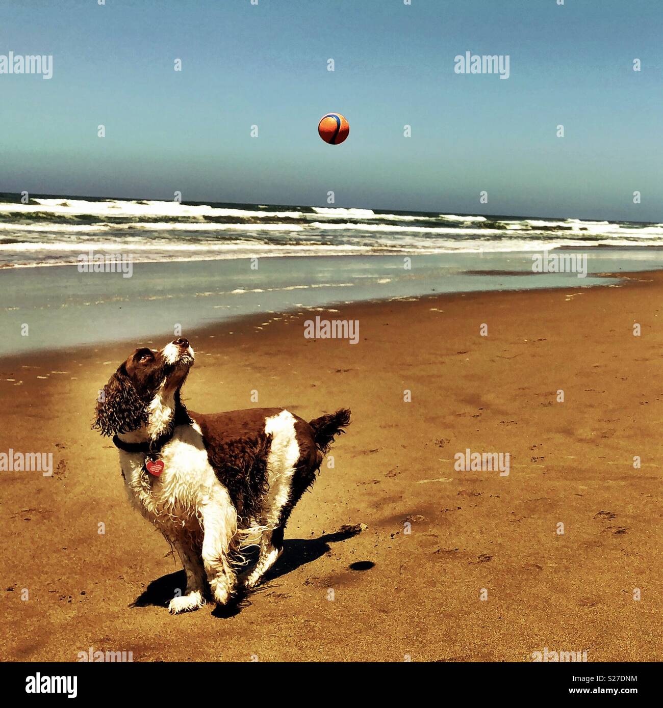English Springer Spaniel, soaking wet, plastered with sand, poised and ...