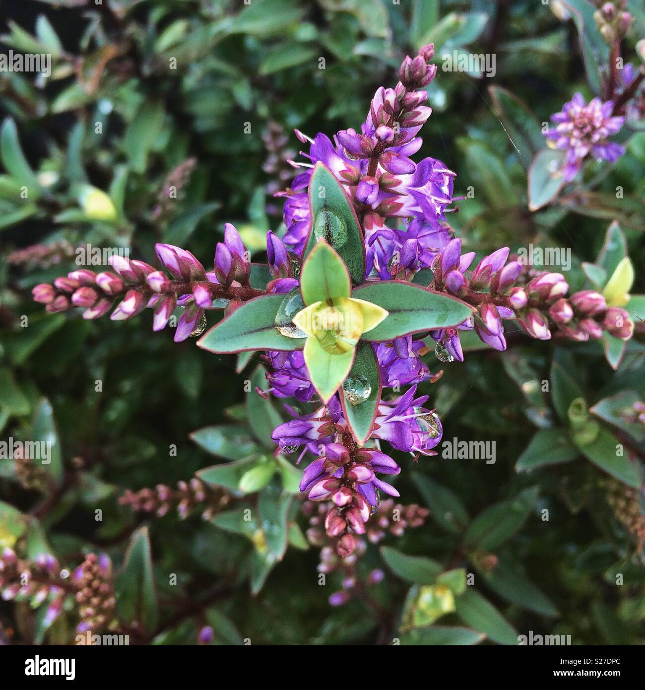 Red rum hi-res stock photography and images - Alamy