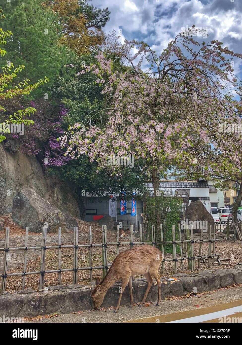 Springtime on Miyajima Island, Japan Stock Photo - Alamy
