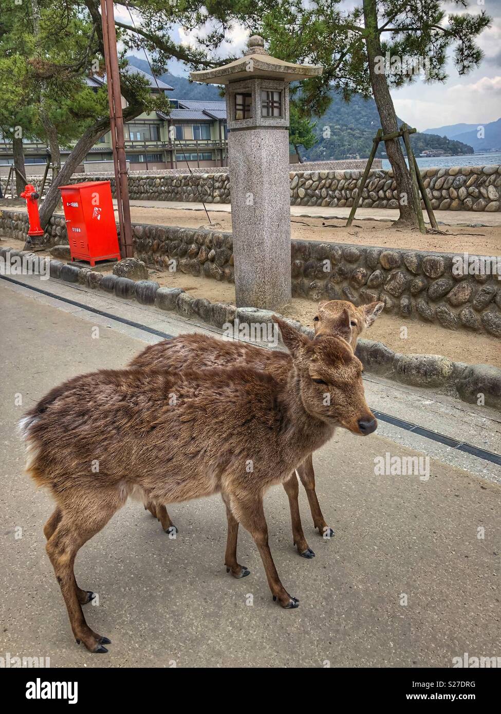 Deer on Miyajima Island, Japan Stock Photo - Alamy
