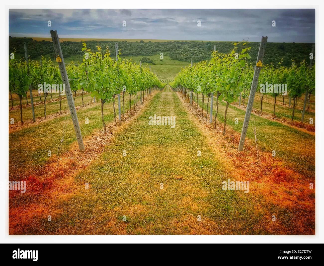 English vineyard hi-res stock photography and images - Alamy