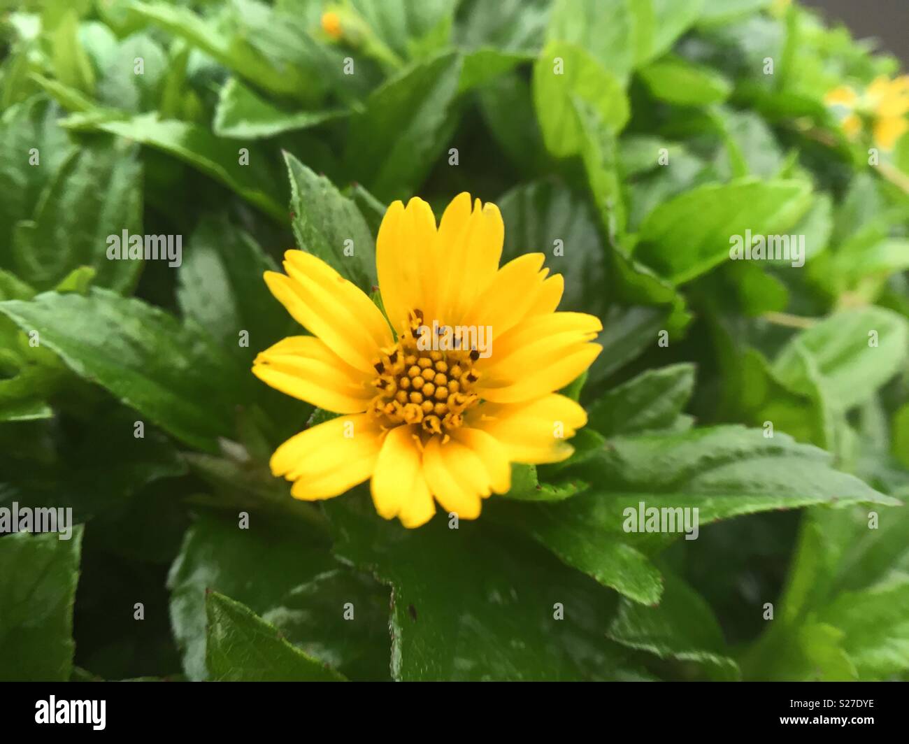 Yellow flower with leaves hi-res stock photography and images - Alamy