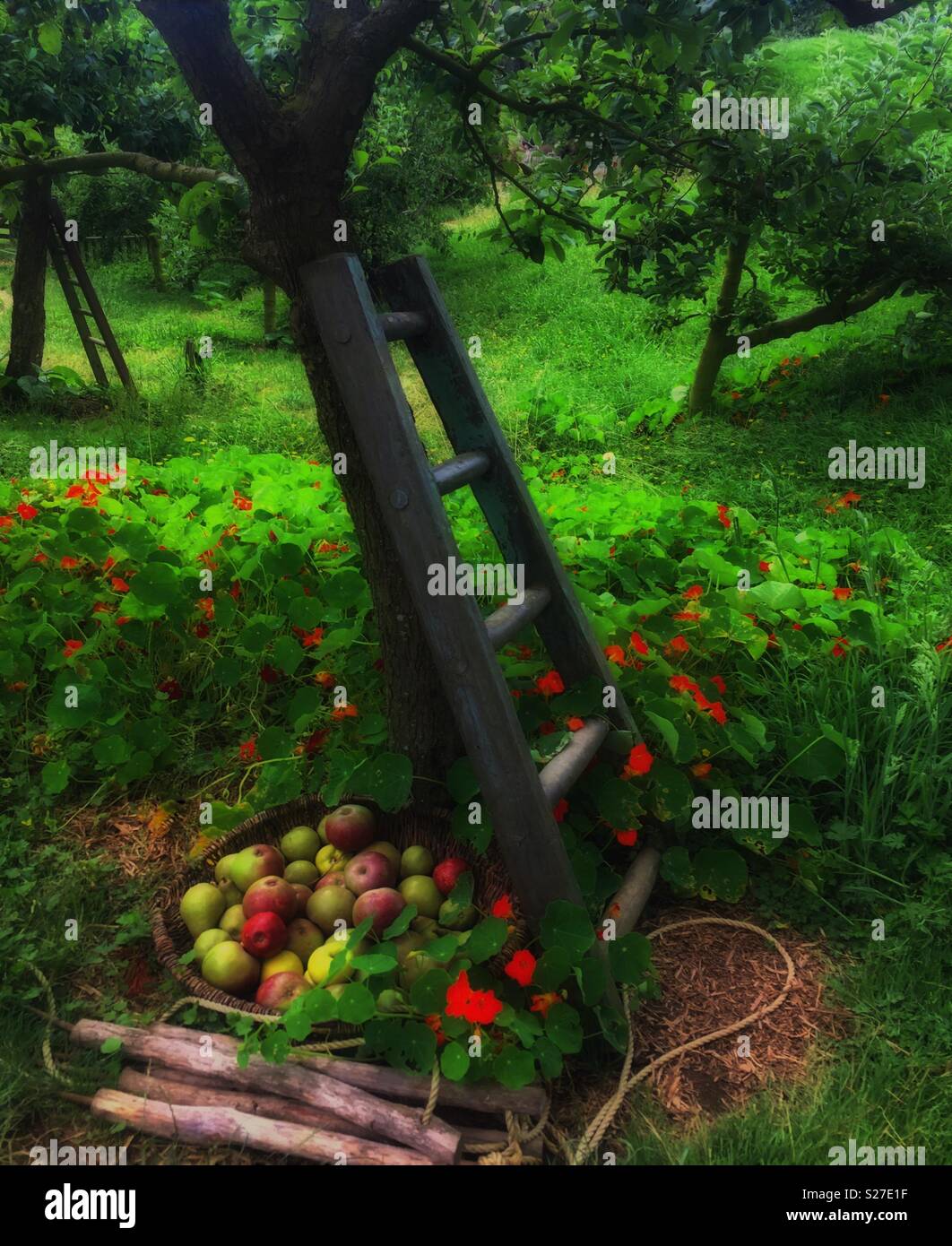 New zealand fruit trees hi-res stock photography and images - Alamy