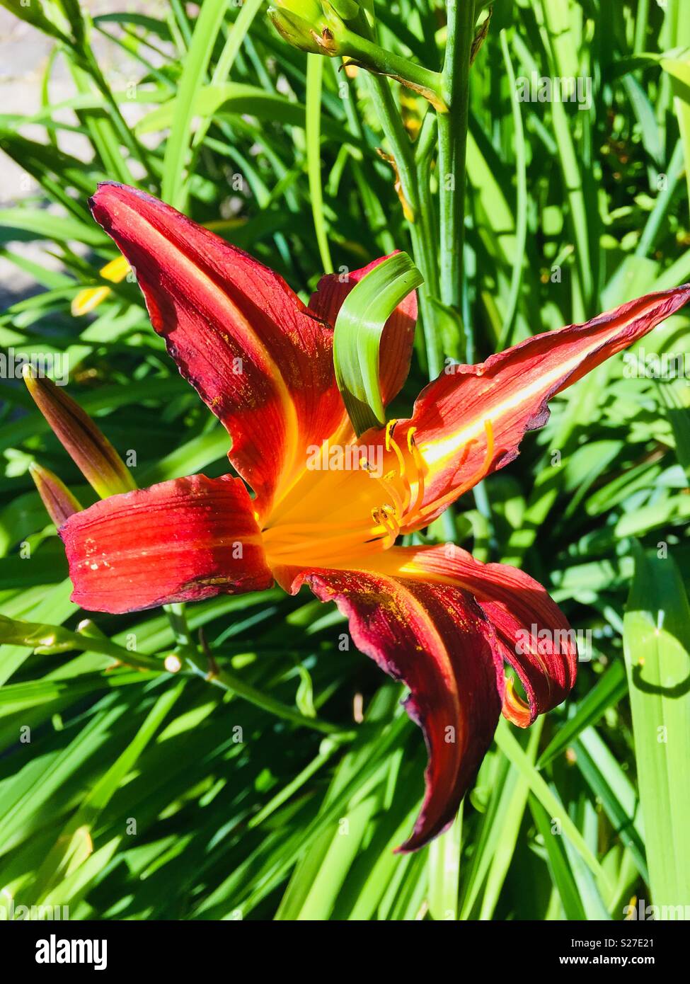 Lilly flower garden hi-res stock photography and images - Alamy