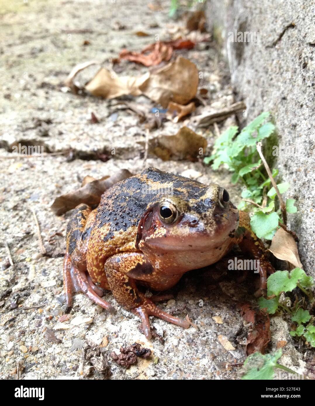 Toad in the garden looking at the camera Stock Photo - Alamy