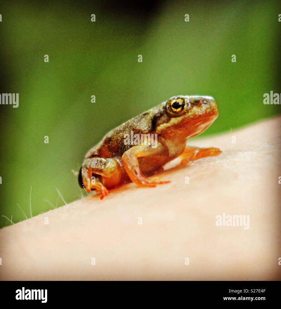 Baby frog hi-res stock photography and images - Alamy