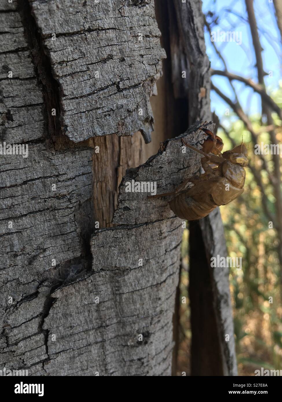 Cicada exoskeleton hi-res stock photography and images - Alamy