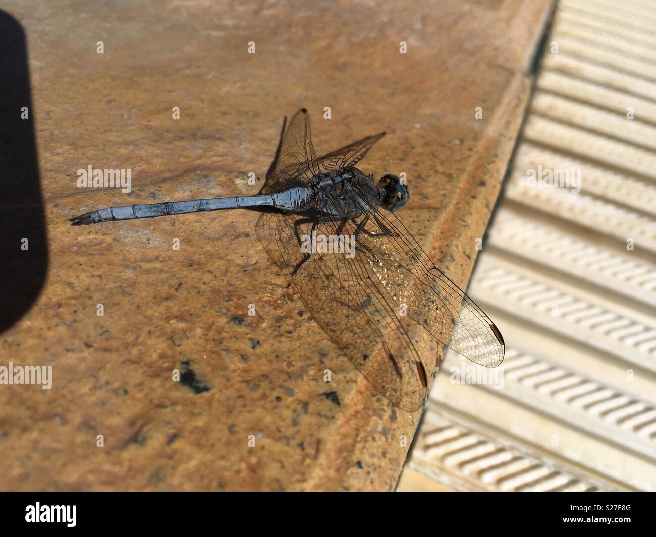 Blue dragonfly resting by the pool Stock Photo - Alamy