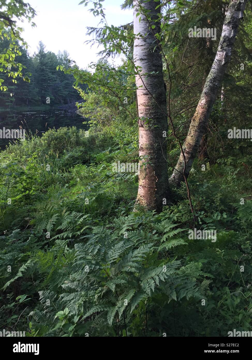 Birch tree on a lake shore in Wisconsin Stock Photo - Alamy