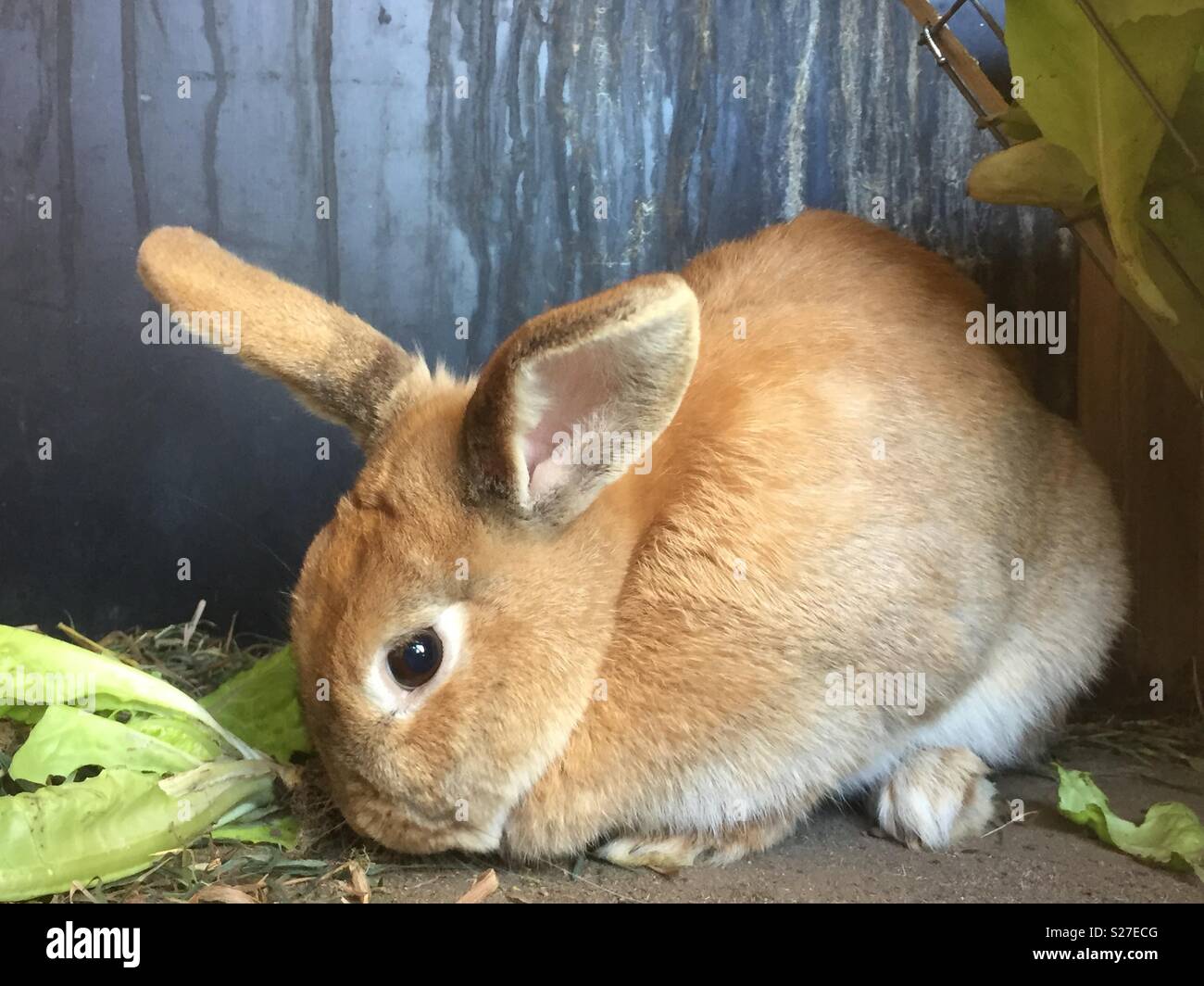 Beautiful bunny hi-res stock photography and images - Alamy