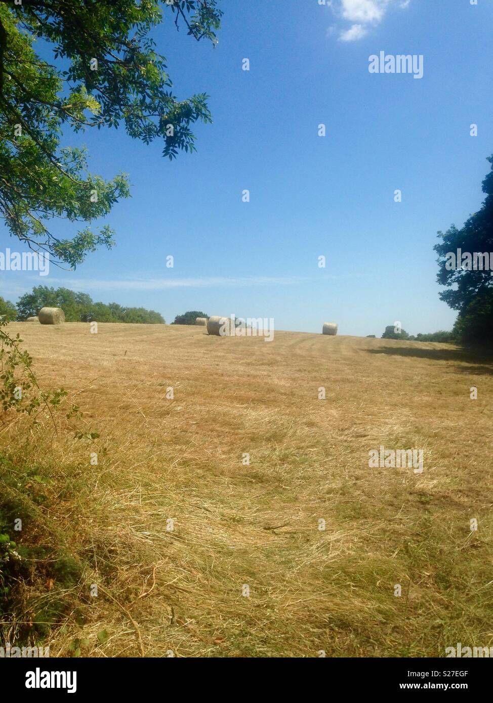 Field of Haylage bales Stock Photo - Alamy