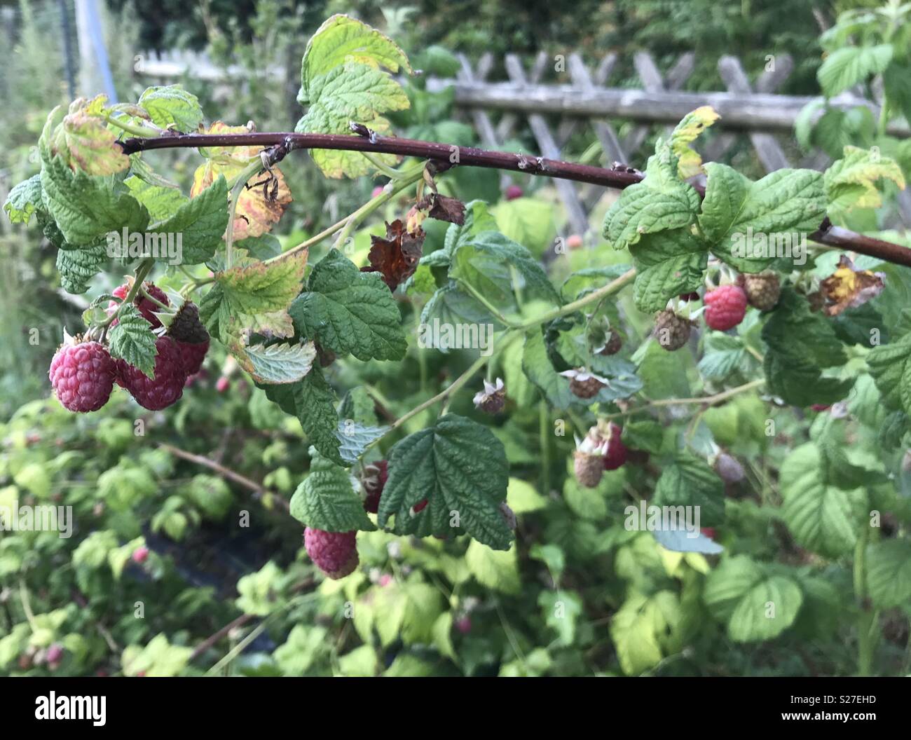 Raspberries growing hi-res stock photography and images - Alamy