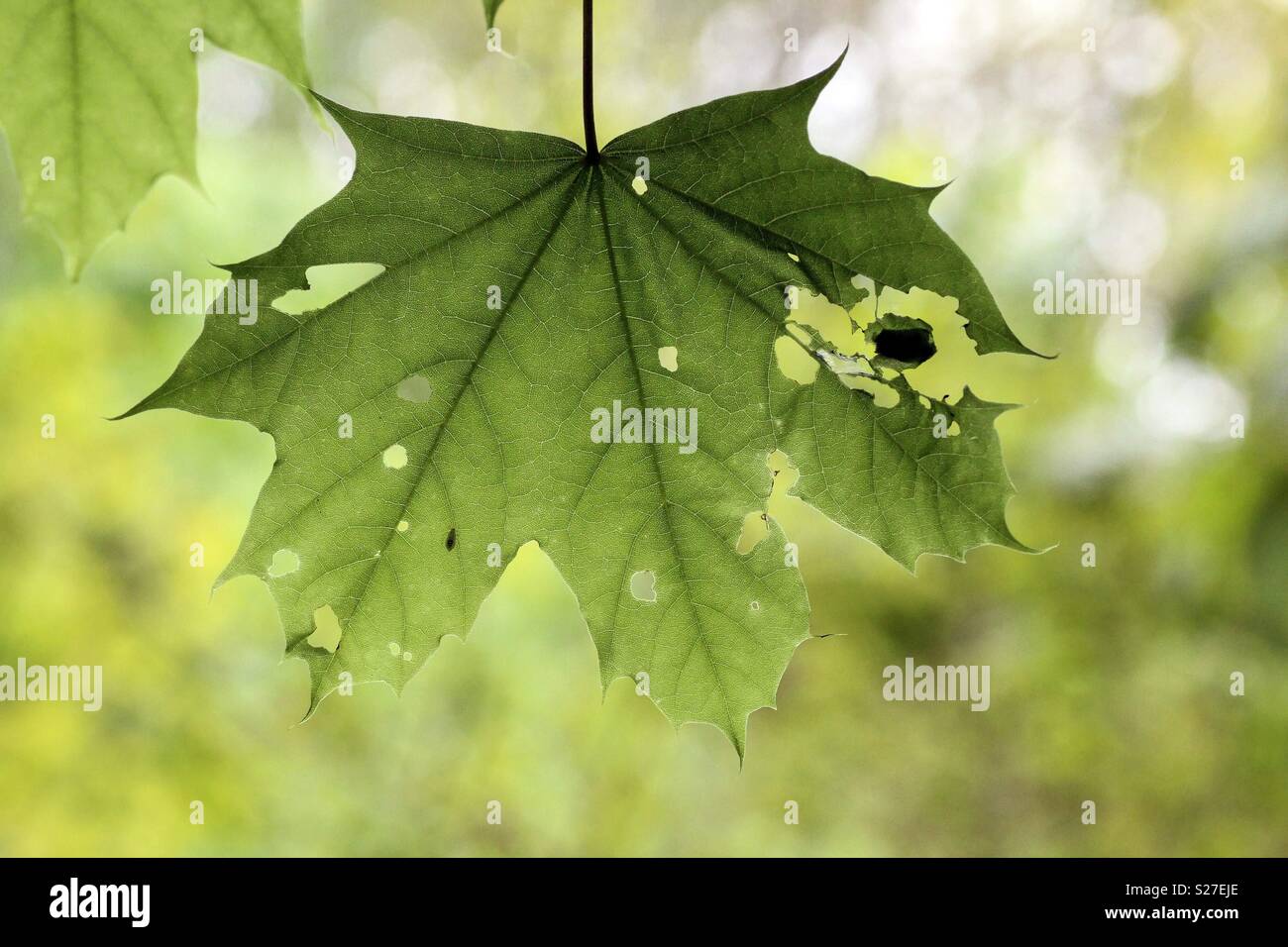 Leaf with holes Stock Photo - Alamy