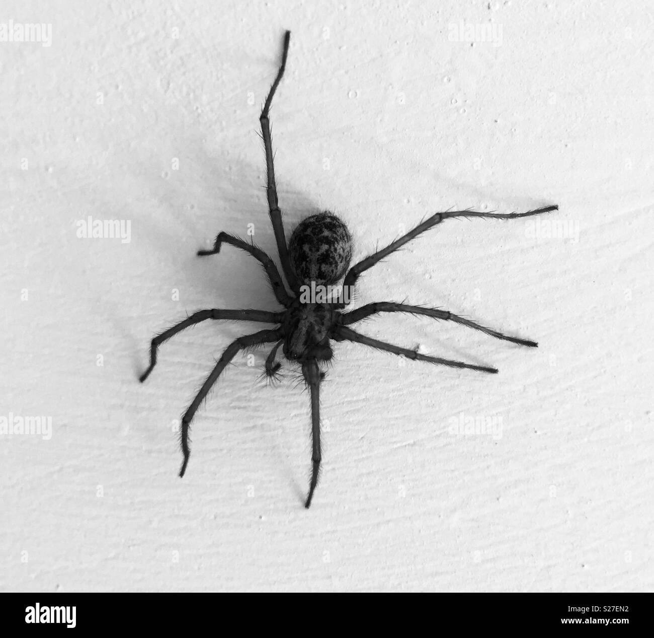 Spider house Black and White Stock Photos & Images - Alamy