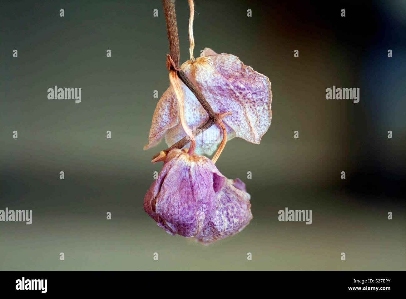 Orchid flower terrible Stock Photo - Alamy