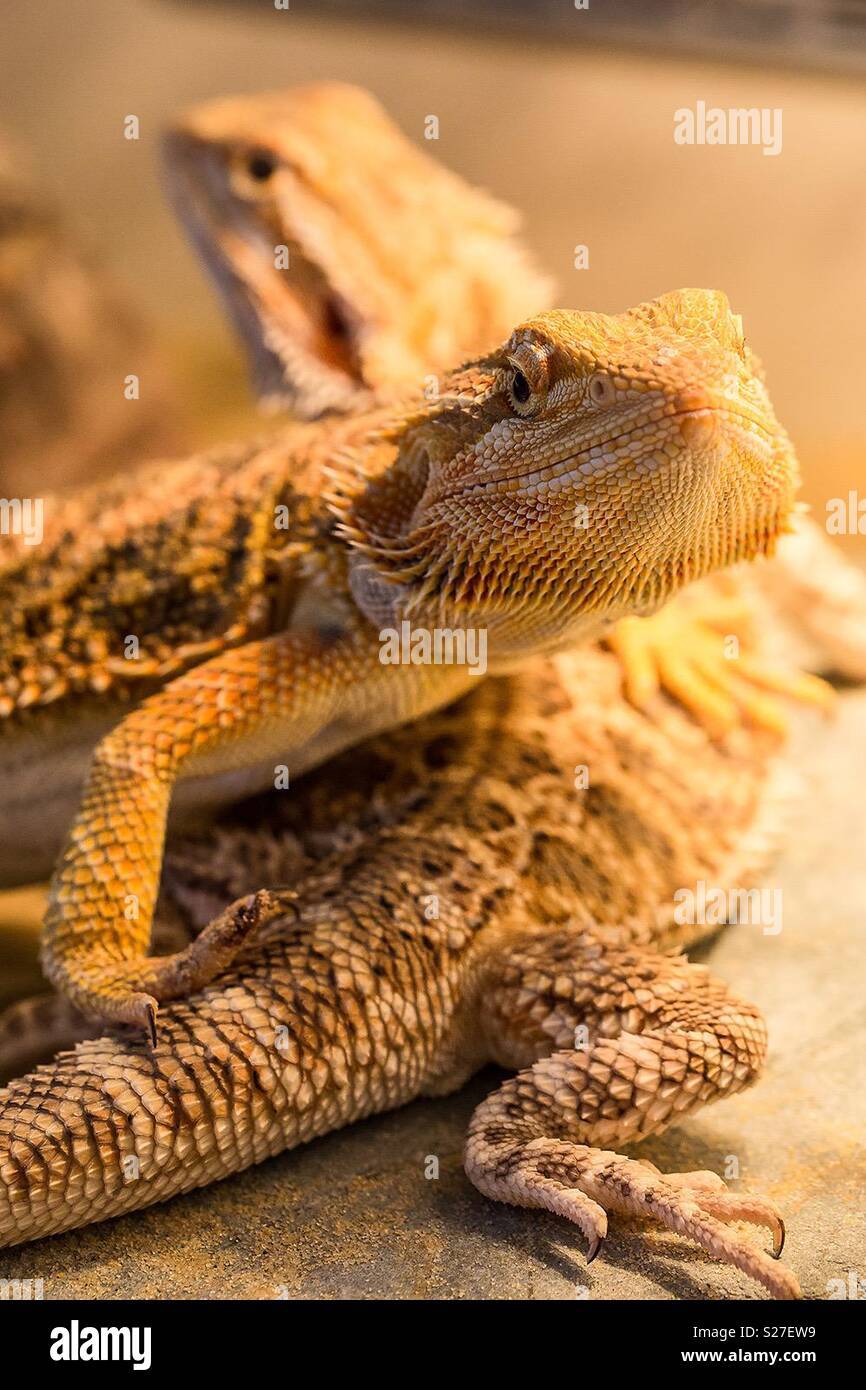 Lizards dragons hi-res stock photography and images - Alamy