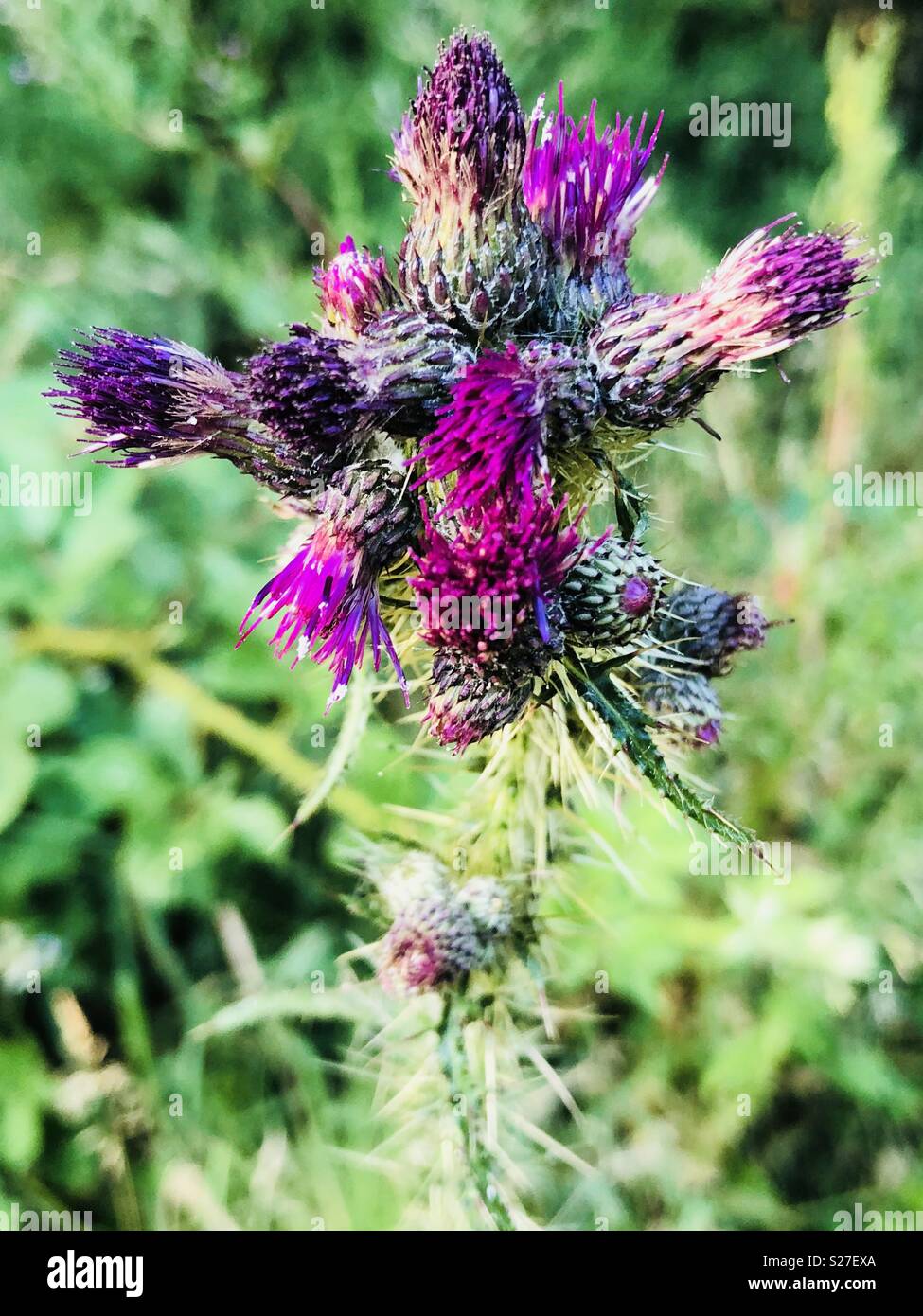 Thistle scotland emblem hi-res stock photography and images - Alamy