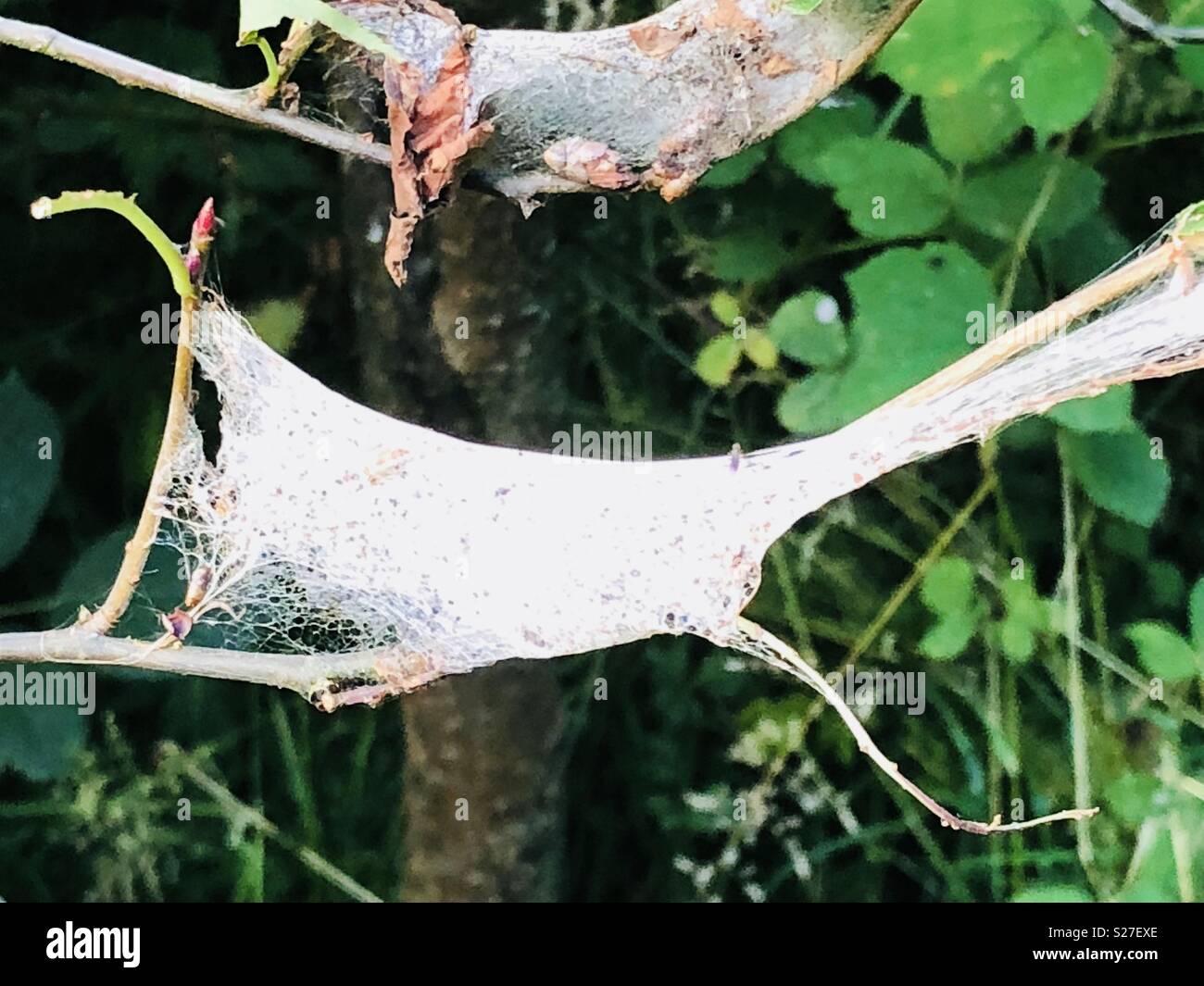 Spiders and spider web hi-res stock photography and images - Alamy