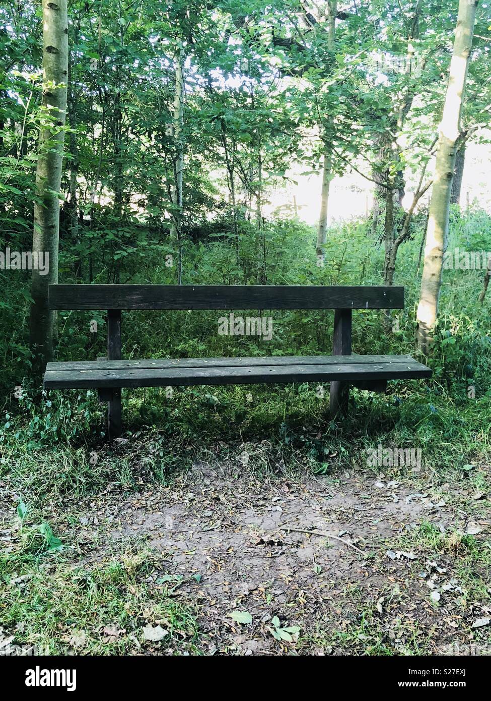 Woodland bench hi-res stock photography and images - Alamy