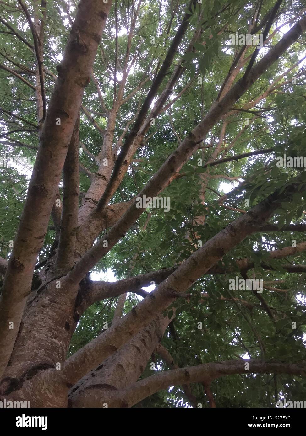Branches and trees hi-res stock photography and images - Alamy