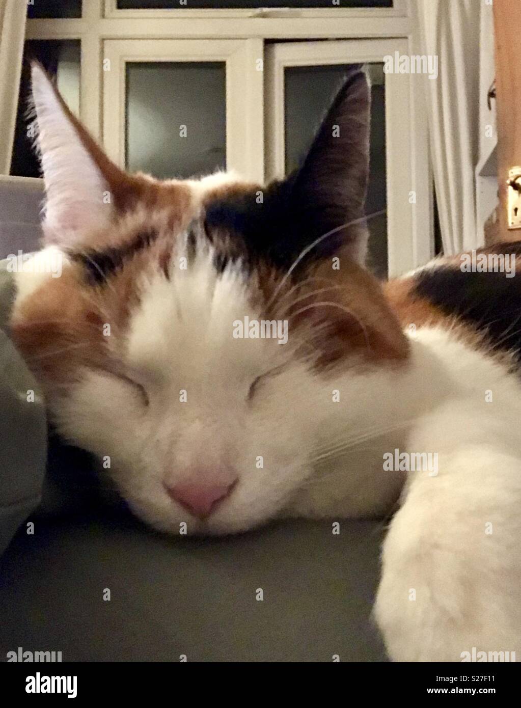 Cat nap hi-res stock photography and images - Alamy