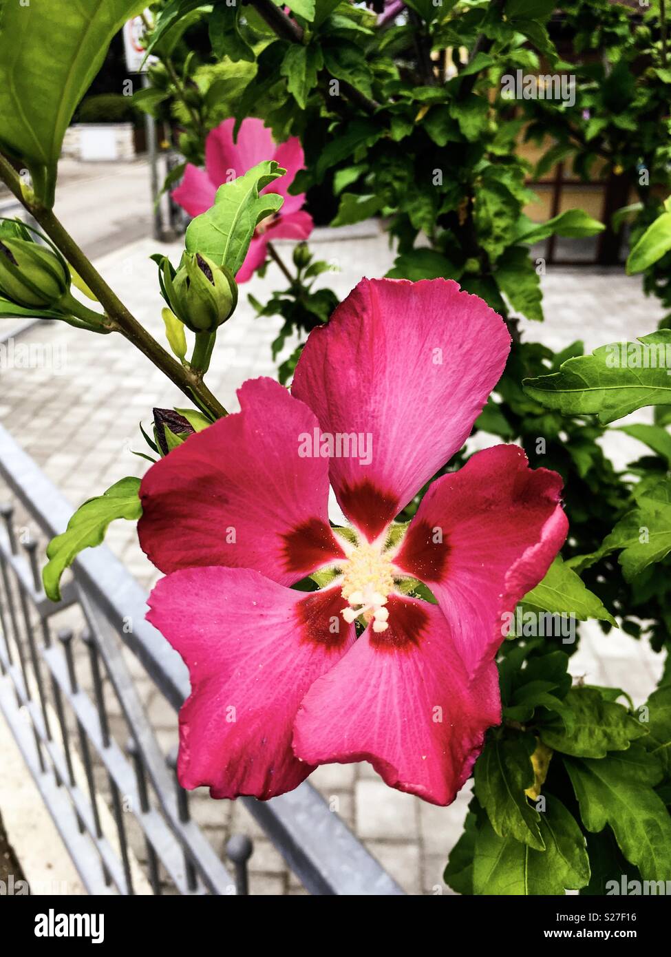 Pink hibiscus flower hi-res stock photography and images - Alamy