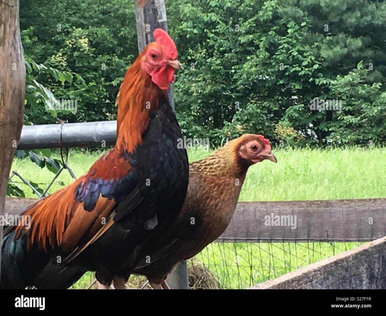 Rooster Looking High Resolution Stock Photography and Images - Alamy