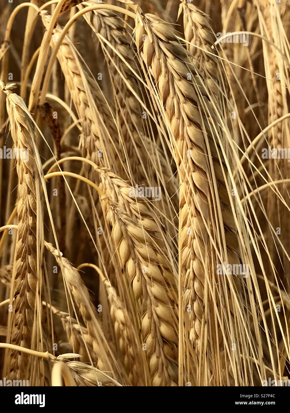 Golden corn hi-res stock photography and images - Alamy