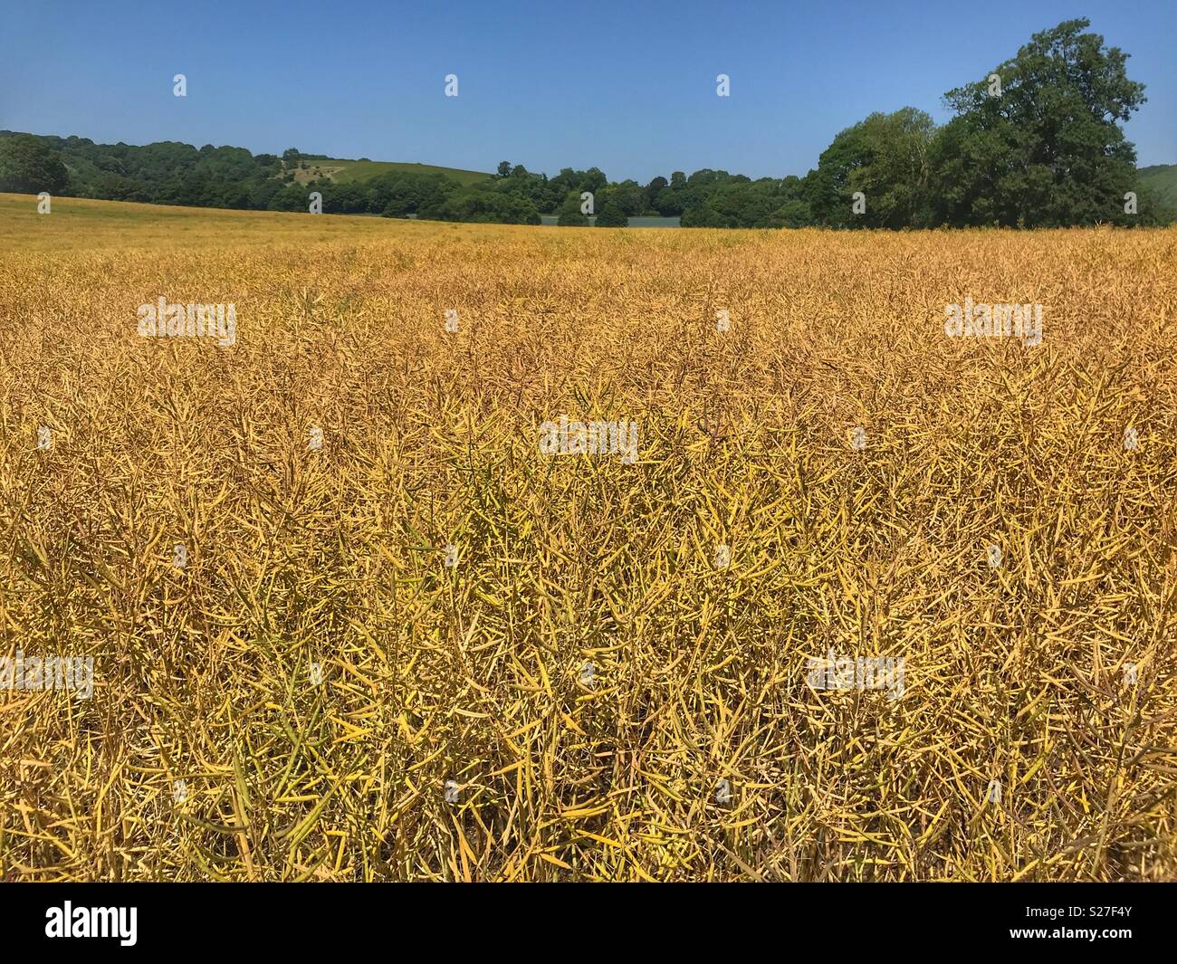 Field of rapeseed, Brassica napus, oilseed rape, with seed pods forming ...