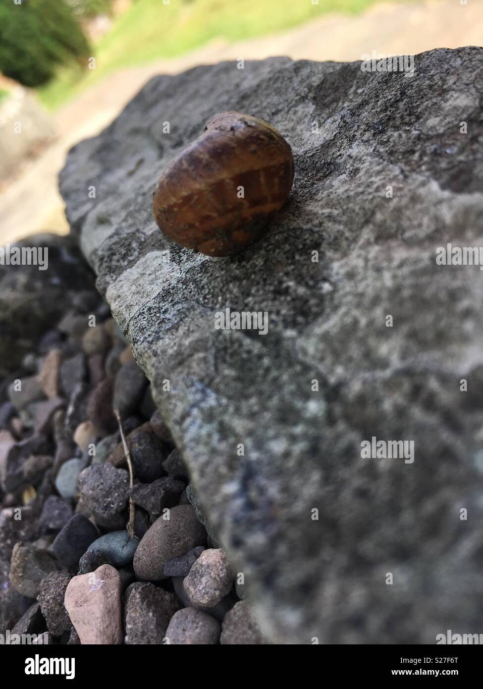 Empty snail shell hi-res stock photography and images - Alamy