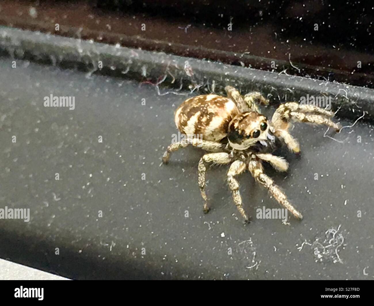 Zebra jumping spider hi-res stock photography and images - Alamy