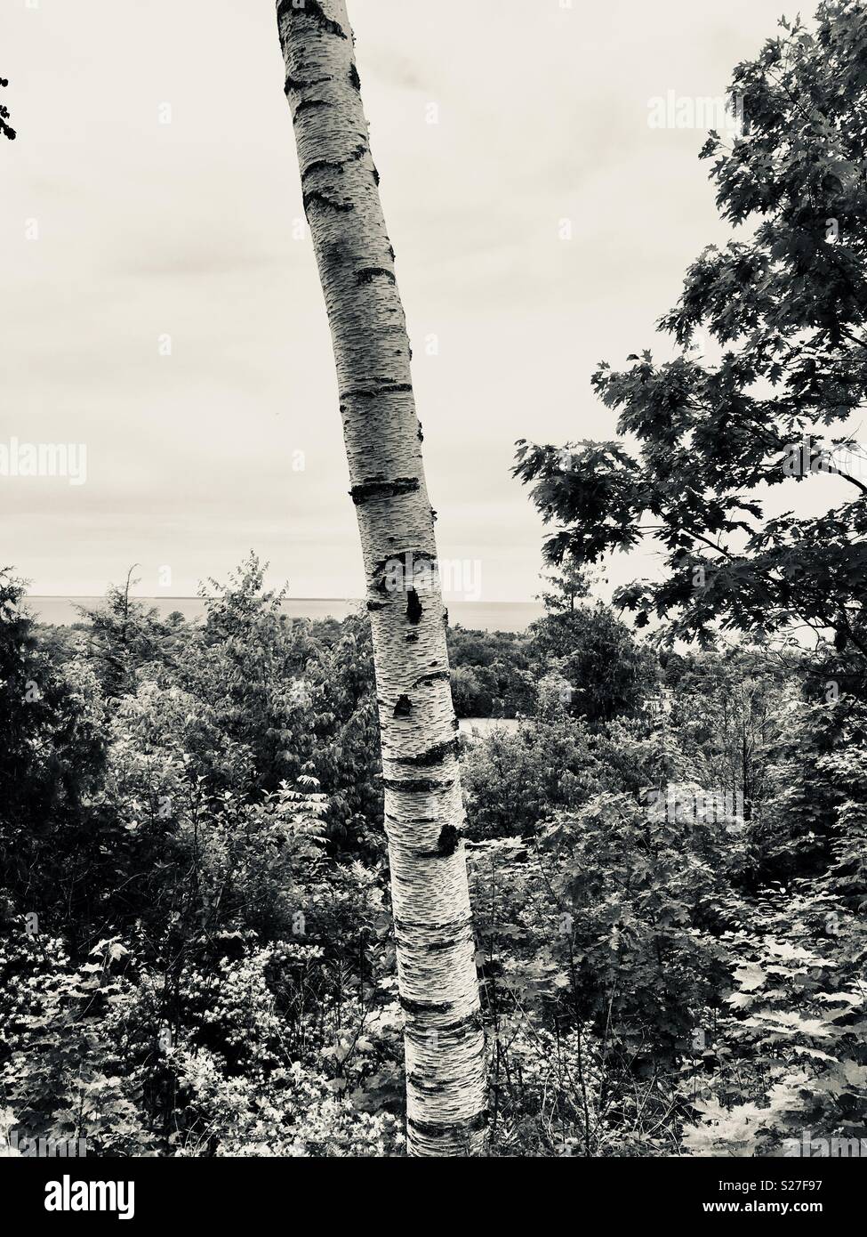 Birch tree in deciduous forest on the edge of Lake Michigan Stock Photo ...