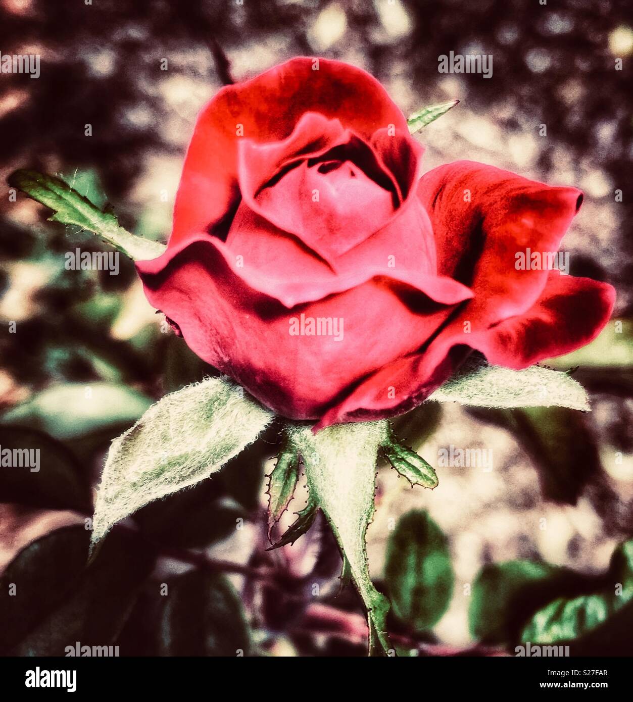 Dramatic red rose in bloom Stock Photo - Alamy