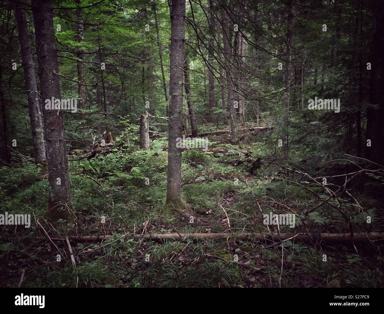 Wisconsin nicolet trail hi-res stock photography and images - Alamy