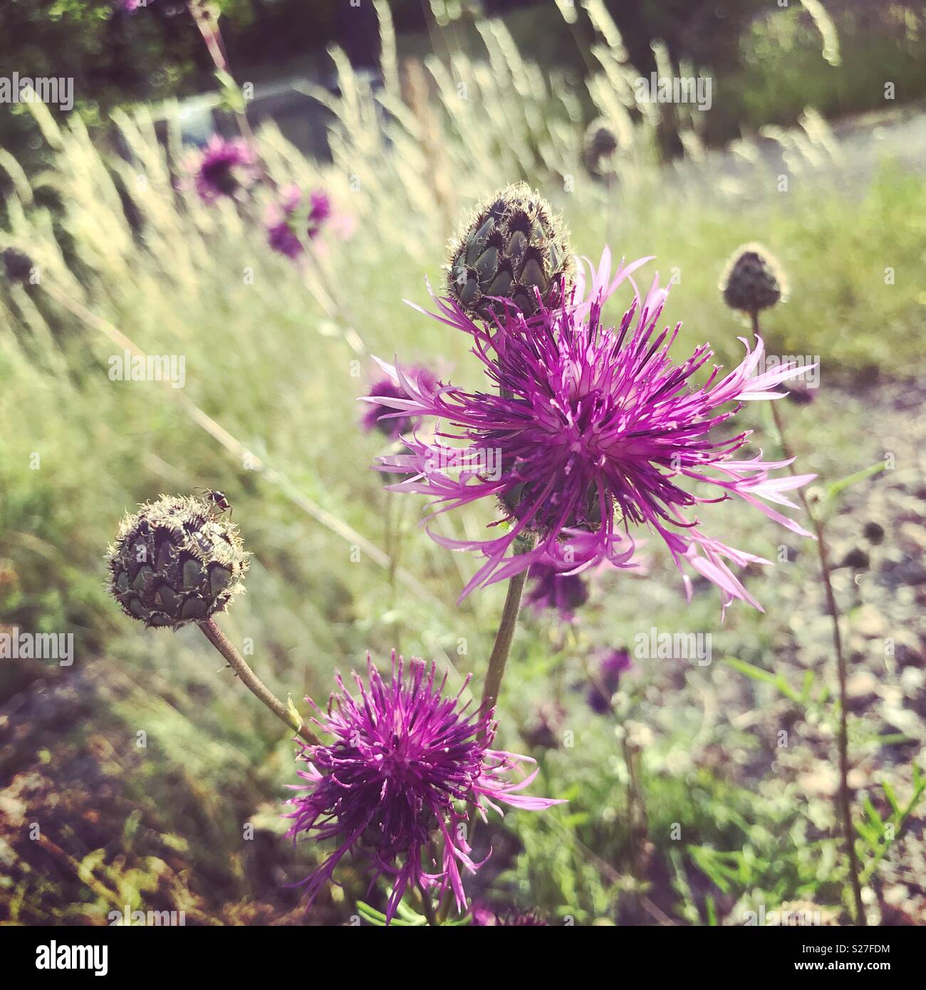 Road weed hi-res stock photography and images - Alamy