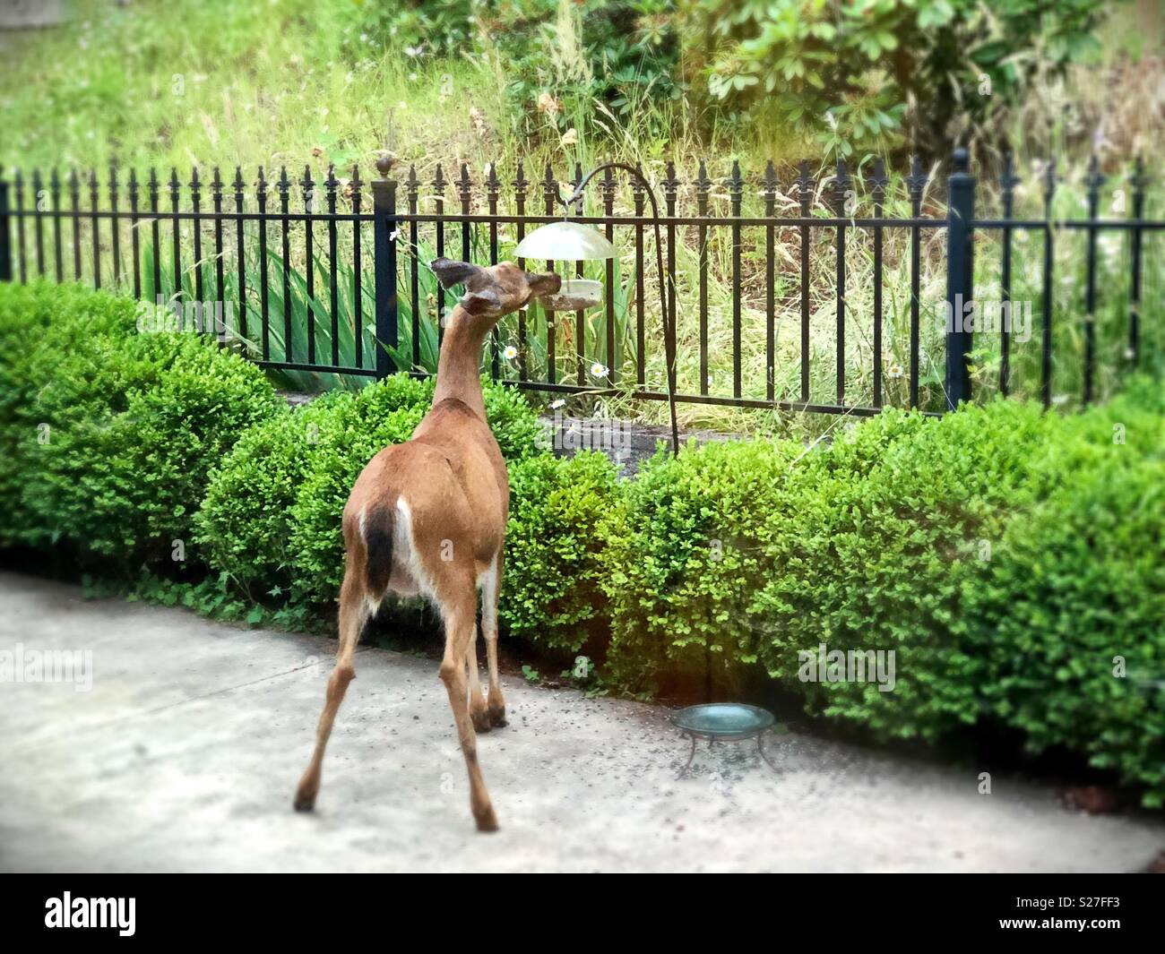 Bird eating a seed hi-res stock photography and images - Alamy
