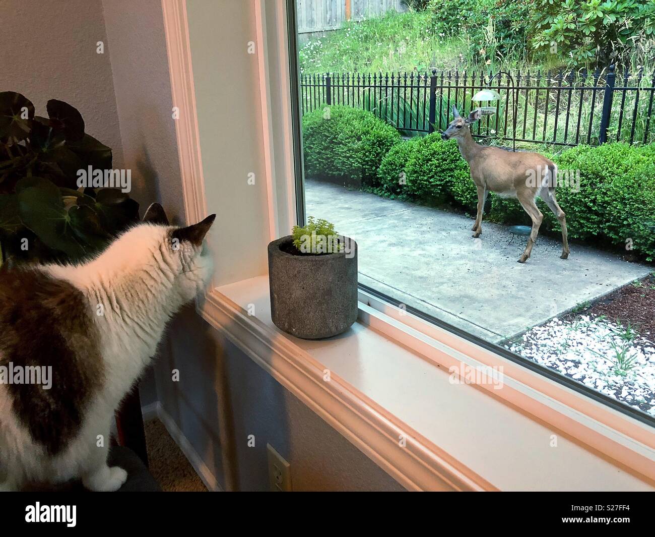 Deer looking through a window hi-res stock photography and images - Alamy
