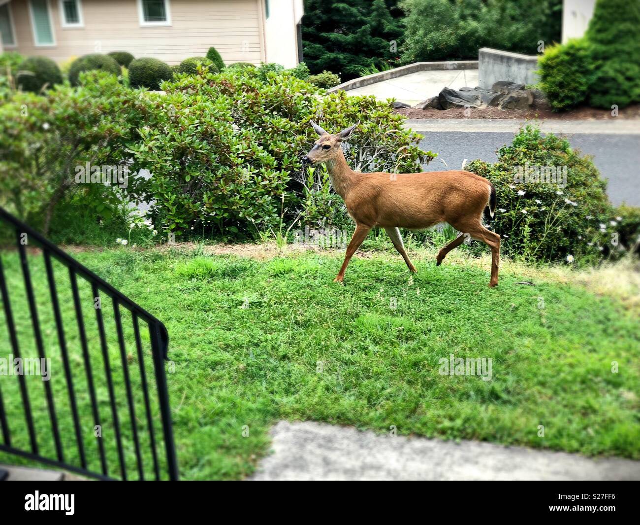 Suburban wildlife hi-res stock photography and images - Alamy