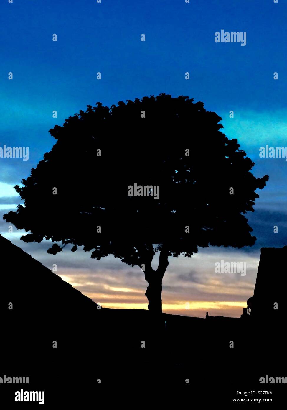 Tree at night Stock Photo - Alamy