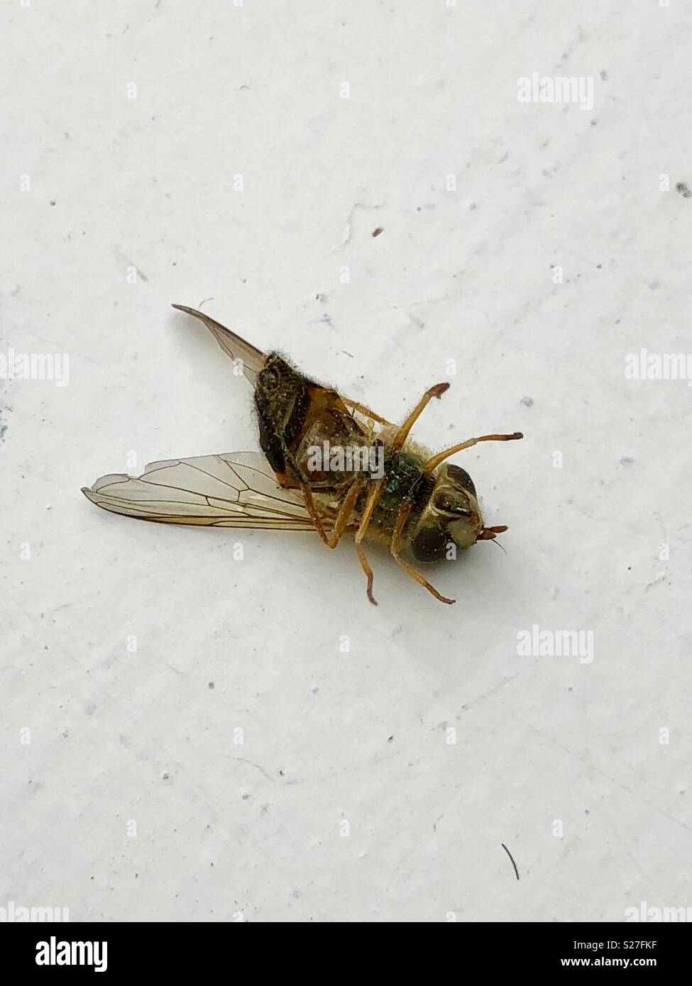 Dead fly hi-res stock photography and images - Alamy