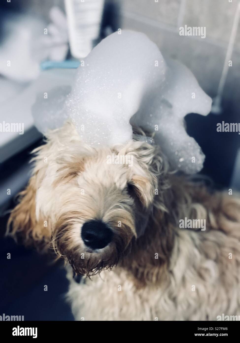 I like bubbles 🙄 cockapoo madness Stock Photo - Alamy