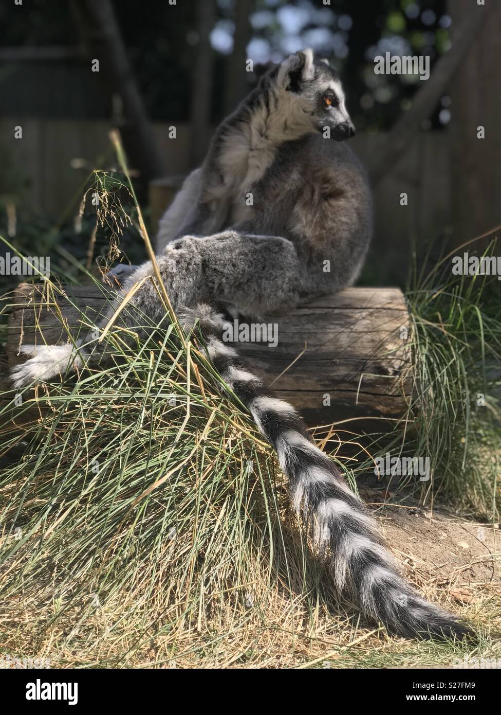 Log tailed hi-res stock photography and images - Alamy