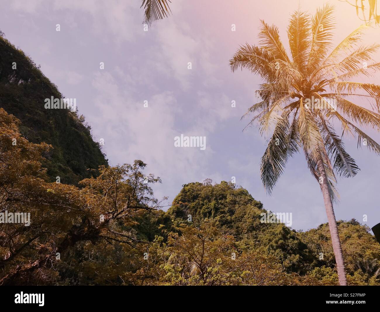 Coconat tree hi-res stock photography and images - Alamy