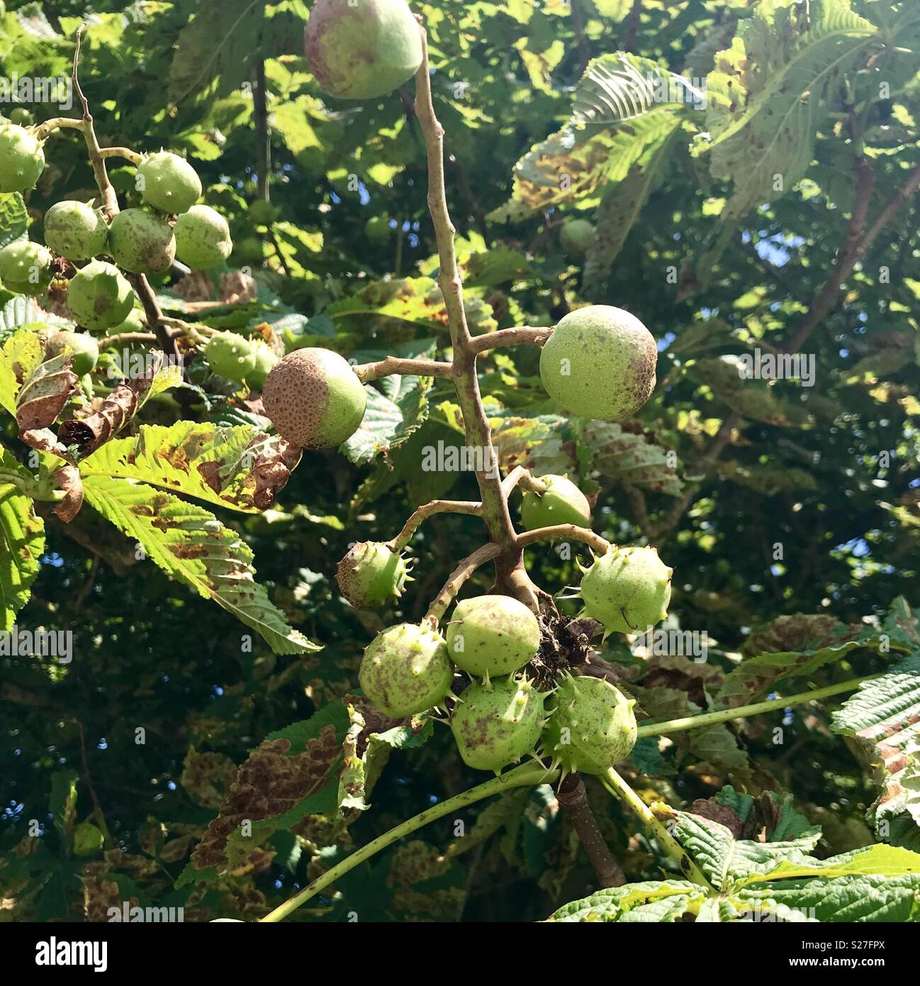 Conkers on the tree Stock Photo - Alamy
