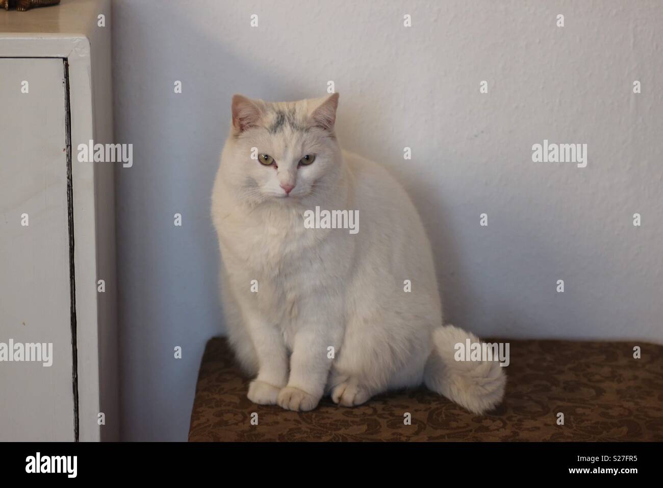 Cat on stool hi-res stock photography and images - Alamy