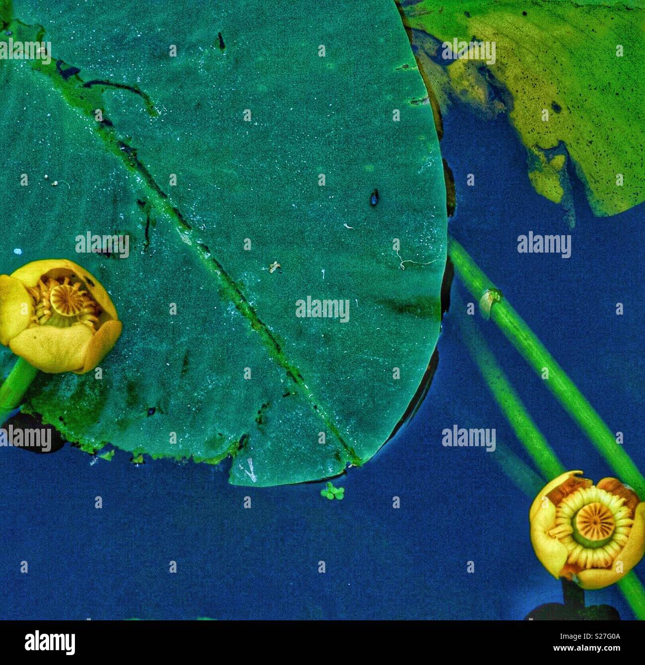 Floating Lilly blooms Stock Photo - Alamy